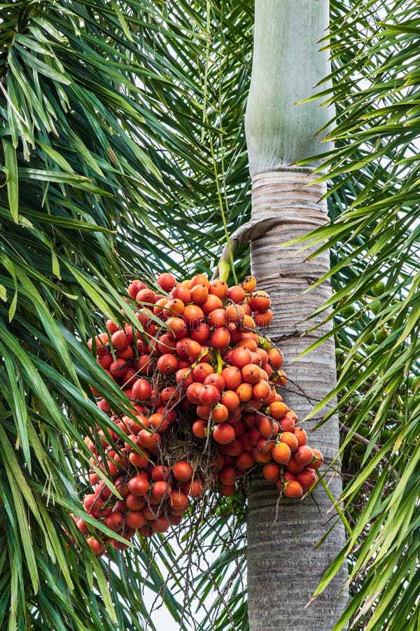 Areca Catechu Areca Nut Palm, Betel Nuts Stock Photo - Image of botany ...