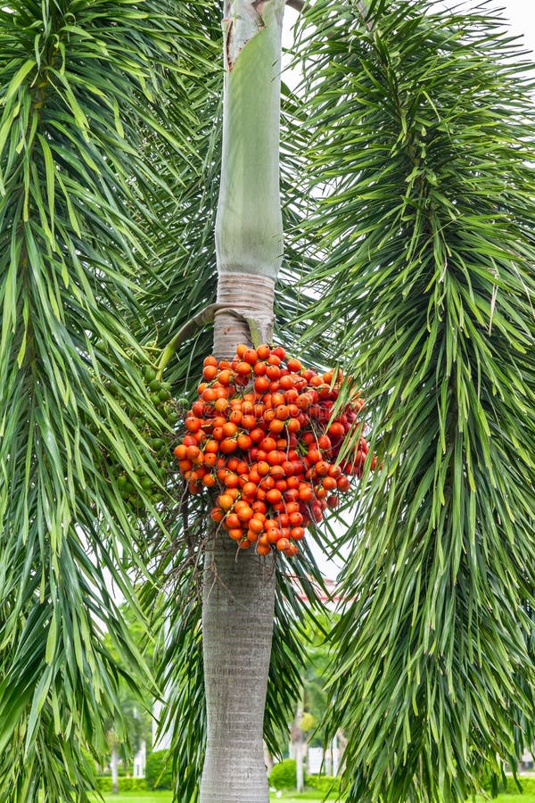 Areca Catechu Areca Nut Palm, Betel Nuts ; Showing Produce on High Tree ...