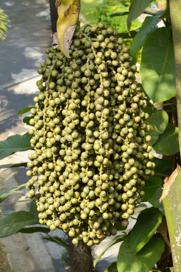 The Areca Nut is the Seed of the Areca Palm in Chip Form Stock Image ...