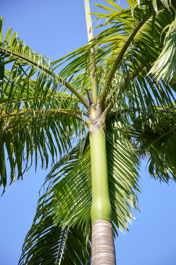 Areca catechu tree stock image. Image of areca, garden - 109639217
