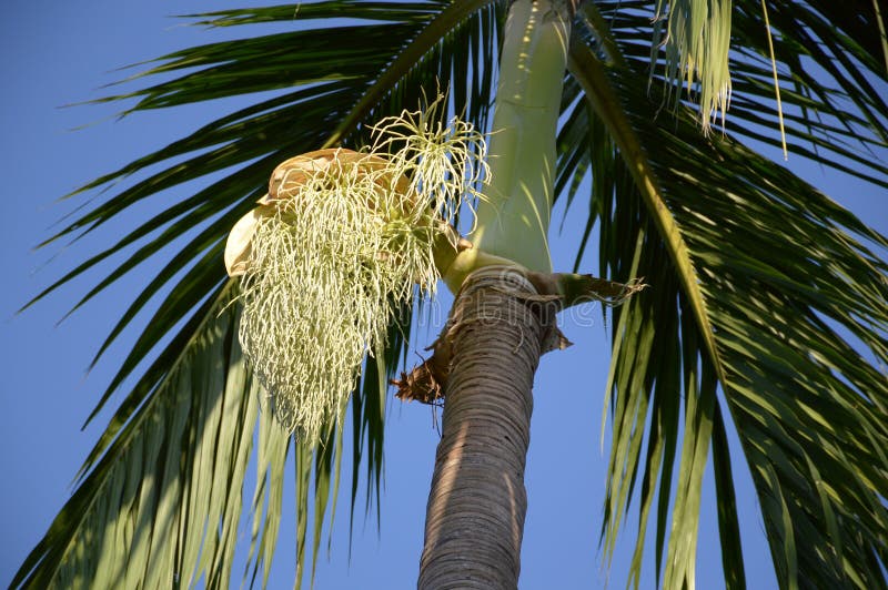 Areca catechu tree stock photo. Image of garden, close - 99330828