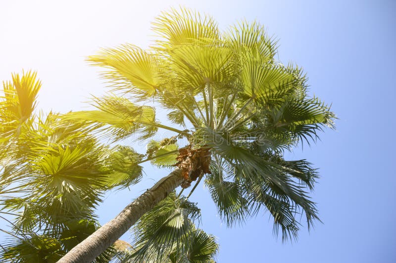 Areca catechu tree stock image. Image of leaf, fresh - 99334005