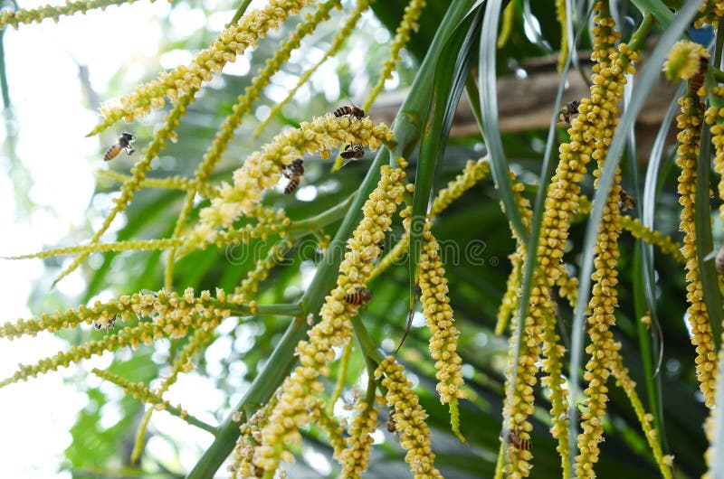 Areca Catechu Tree in the Garden. Stock Image - Image of garden, green ...
