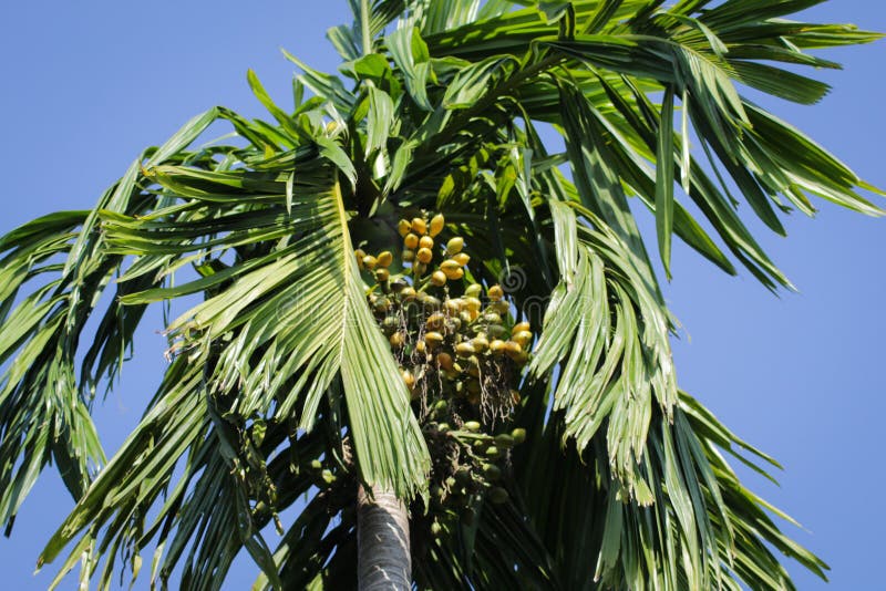 Areca Catechu Tree / Hildegard Puwak Tree Stock Image - Image of ...
