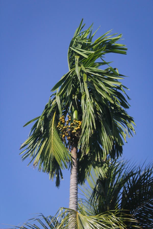 Puwak Tree Stock Photos - Free & Royalty-Free Stock Photos from Dreamstime