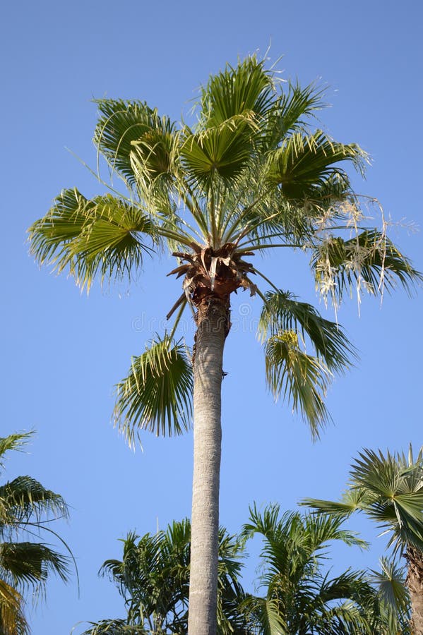 Areca catechu tree stock photo. Image of palm, park, tall - 89868318