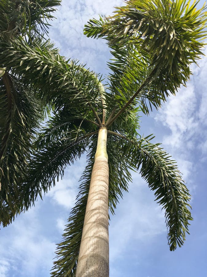 Areca catechu tree stock image. Image of leaves, fresh - 89942667