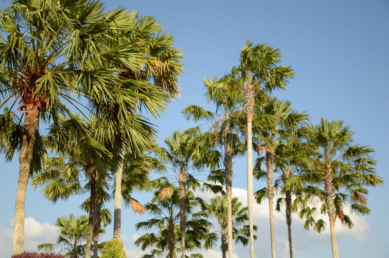 Areca catechu tree stock photo. Image of plant, green - 90015988