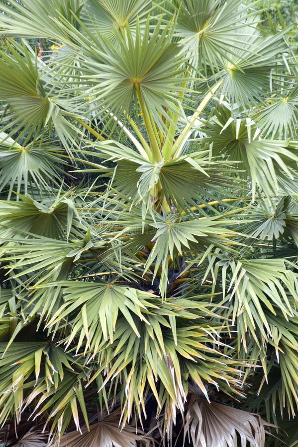 Areca catechu tree stock photo. Image of green, catechu - 95486684