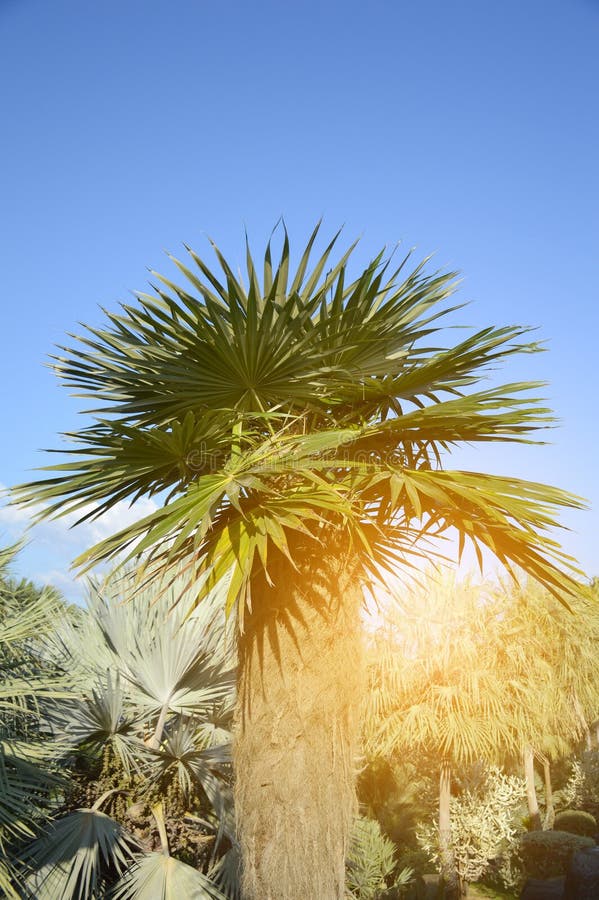 Areca catechu tree stock photo. Image of close, green - 96363930