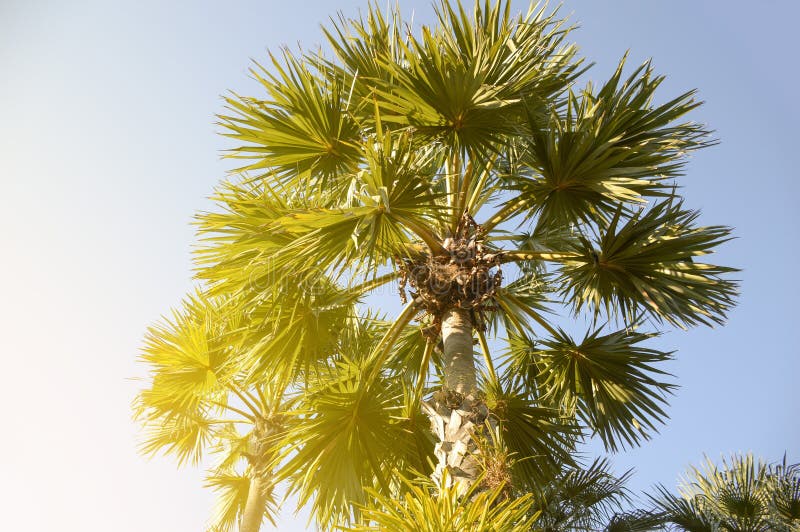 Areca catechu tree stock image. Image of garden, betel - 97072111