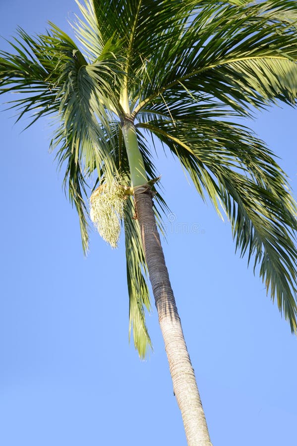 Areca catechu tree stock image. Image of tree, plant - 99330831
