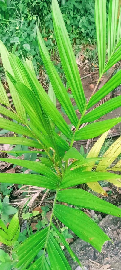 Areca Leaf Has a Fairly Number of Leaves between 7-10 Strand on Each ...