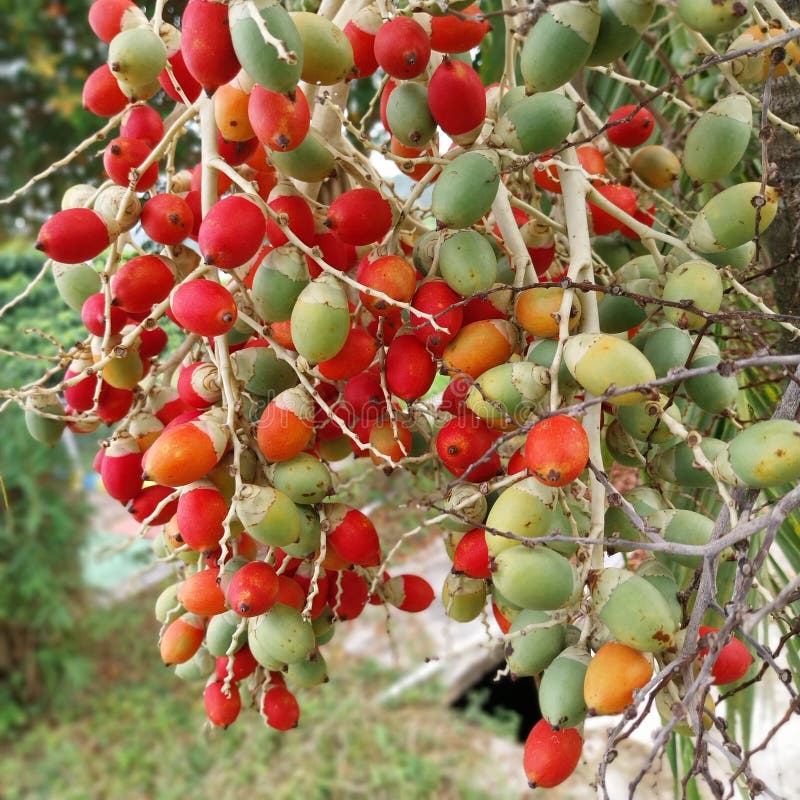 The areca nut stock photo. Image of plant, blossom, strawberry - 342382270