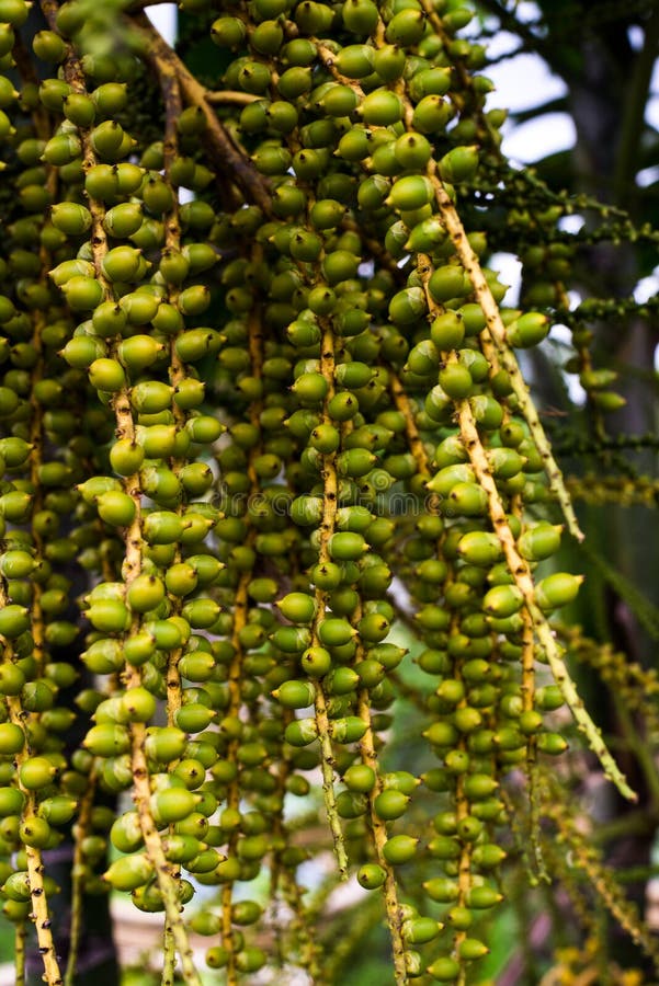 Areca Nut or Areca Catechu on Tree Stock Photo - Image of agriculture ...