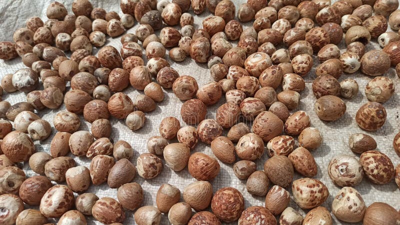 Areca Nut that is Being Dried, in General it is Still Done Manually or ...