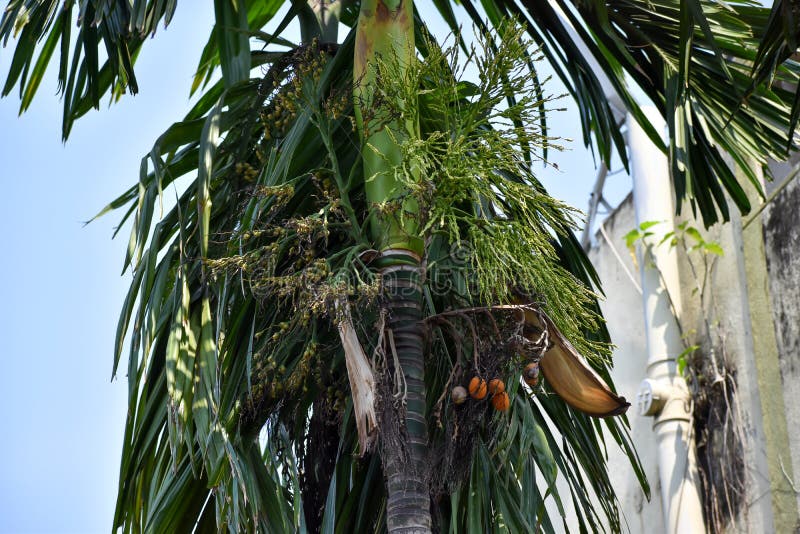 Areca Nut or Betel Nut Flower and Fruit on the Tree. the Areca Nut is ...