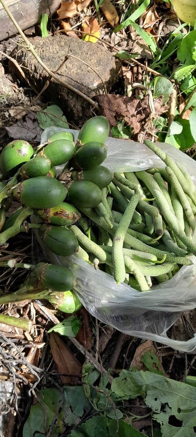 Areca nut and betel fruit stock photo. Image of garden - 295387942