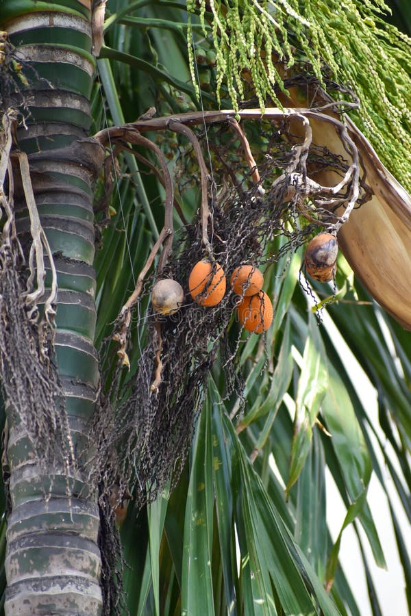 Areca Nut or Betel Nut Flower and Fruit on the Tree. the Areca Nut is ...
