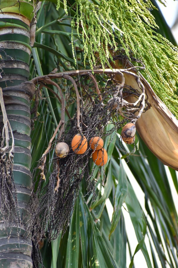 Areca Nut or Betel Nut Flower and Fruit on the Tree. the Areca Nut is ...