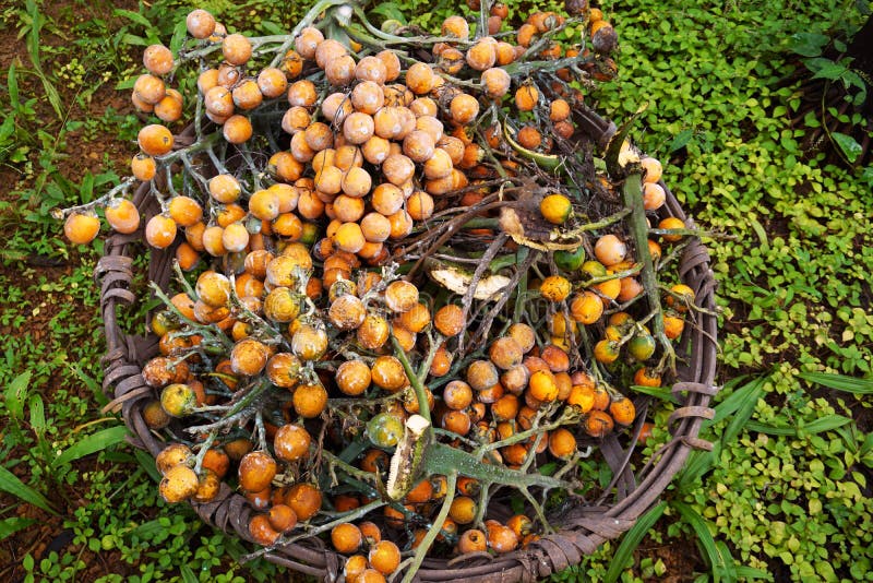 Areca Nut or Areca Catechu or Betel Nut Stock Photo - Image of ...