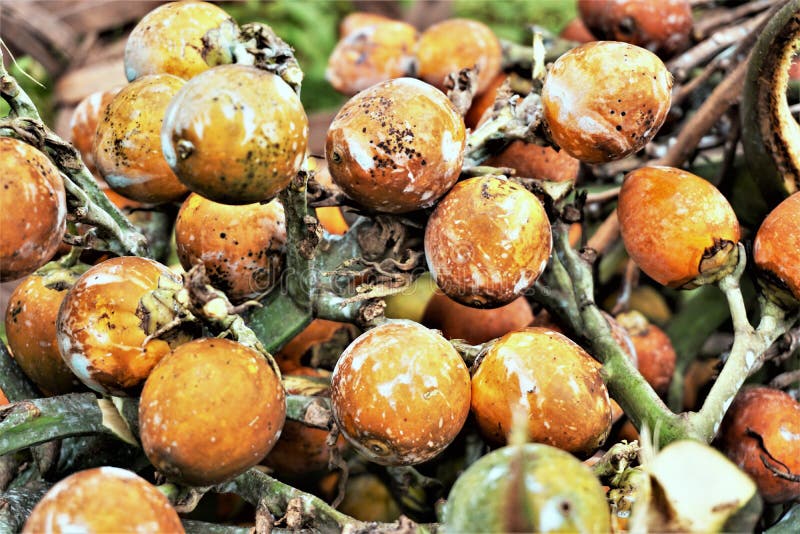 Areca Nut or Areca Catechu or Betel Nut Stock Image - Image of farming ...