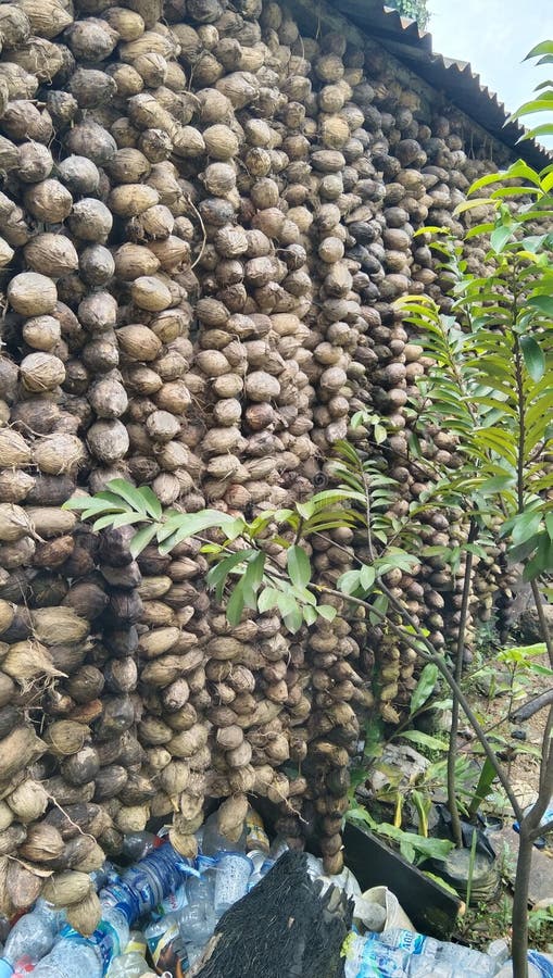 Areca Nut Drying Process so that it is Easy To Peel the Skin Stock ...