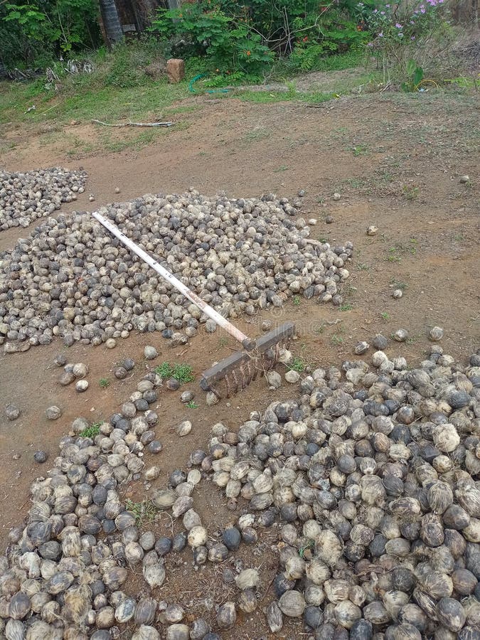 Areca Nut Drying Process in Farm Stock Image - Image of areca, flooring ...