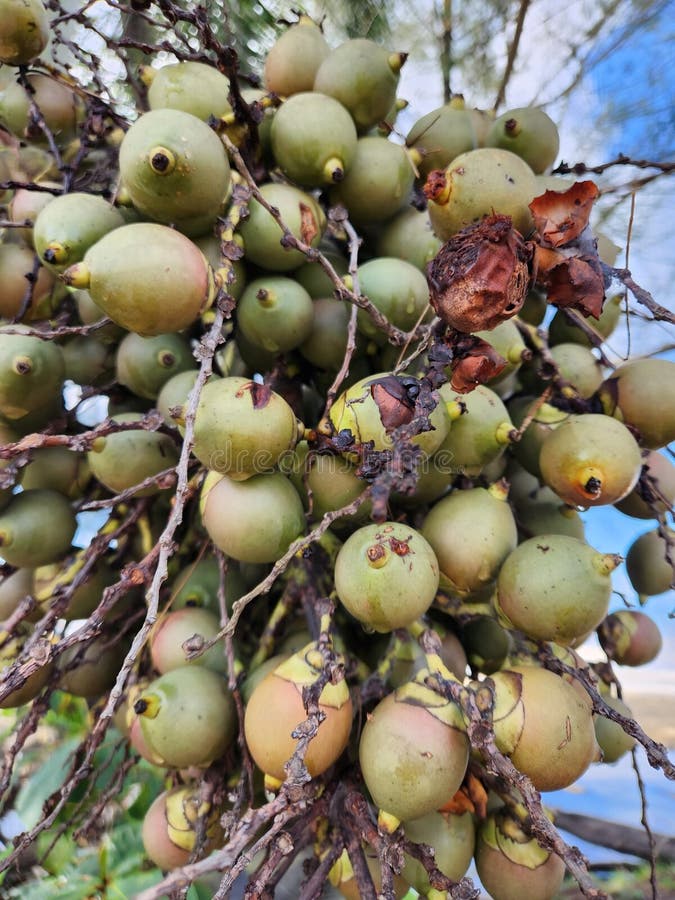 Areca Nut in Indonesian Beach Stock Image - Image of areca, indonesian ...