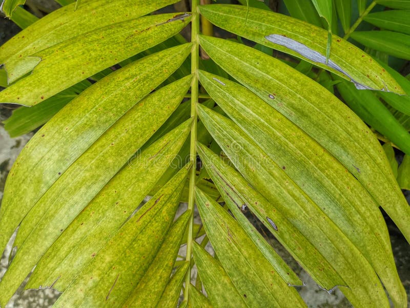 Areca nut leaves in summer stock photo. Image of tree - 240525552
