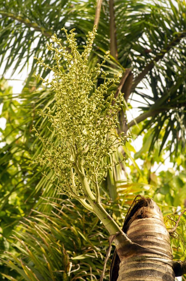 Areca Nut Palm Fruits, Betel Nuts, Betel Palm (Areca Catechu) Hanging ...