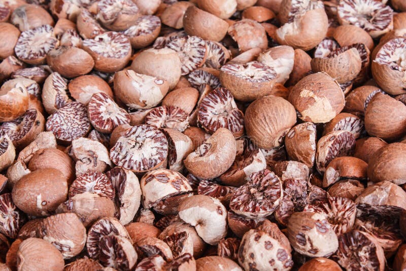 Areca nut stock image. Image of crops, chewing, catechu - 35127103