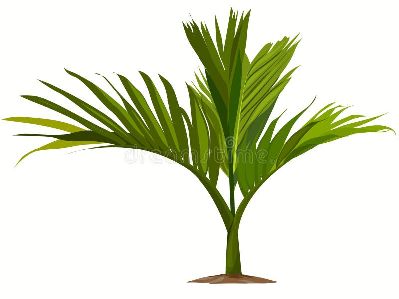 Areca nut plant stock vector. Illustration of isolated - 345444179