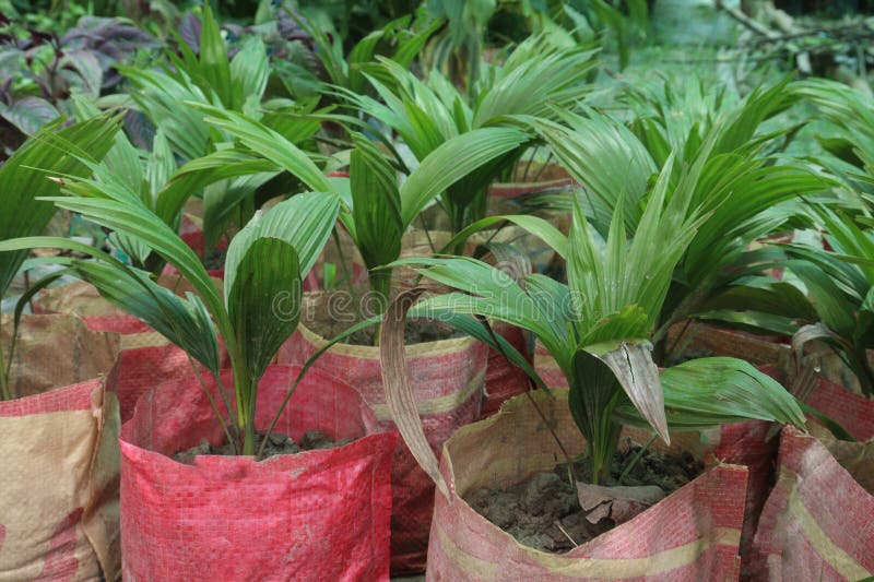 Areca nut plant on farm stock image. Image of nature - 288569833