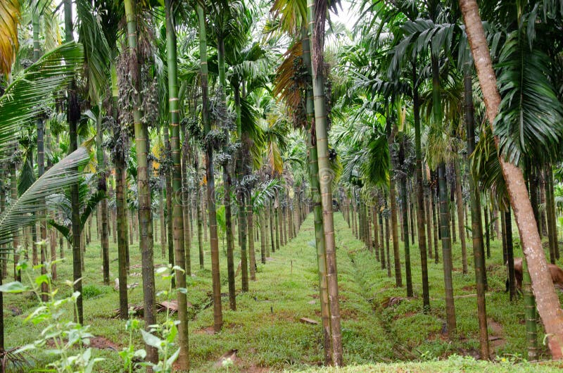 Areca nut plantation stock photo. Image of areca, tree - 333112844