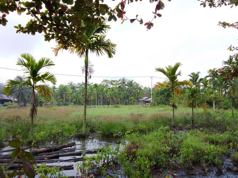 Areca Nut Plants in Swampy Land Stock Image - Image of areca, swampy: 372255567