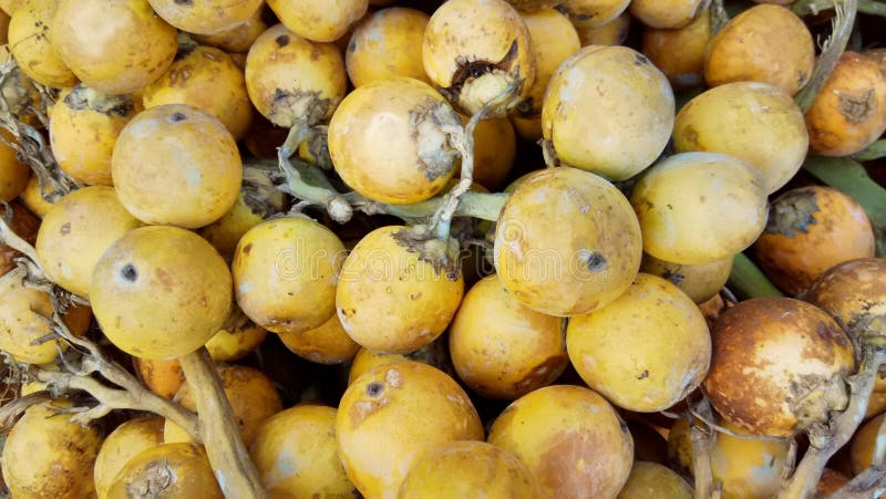 Areca nut stock image. Image of riped, yellow, nuts, areca - 48494663