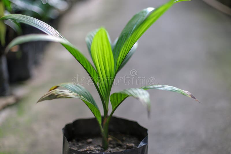 Areca Nut Seedling with Selective Focus Stock Image - Image of palm ...