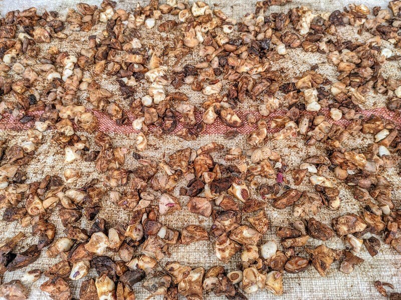 Areca Nut Seeds that are Being Dried in the Sun To Dry Stock Photo ...