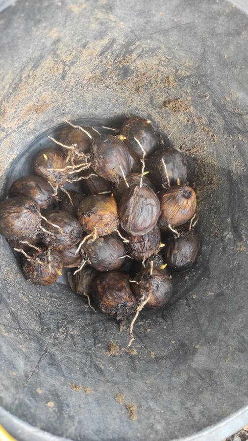 Areca Nut Seeds that Have Grown Shoots and Roots Stock Image - Image of ...