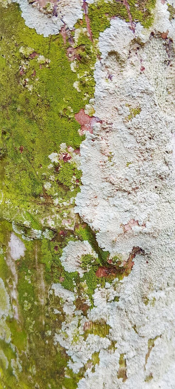 Areca Nut Tree Bark Which is White and Green Stock Photo - Image of ...