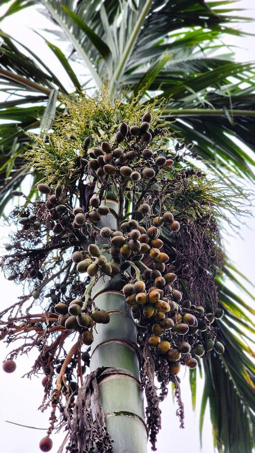 Areca Nut Tree that is Bearing Fruit in a Ripe Condition, Seen from the ...