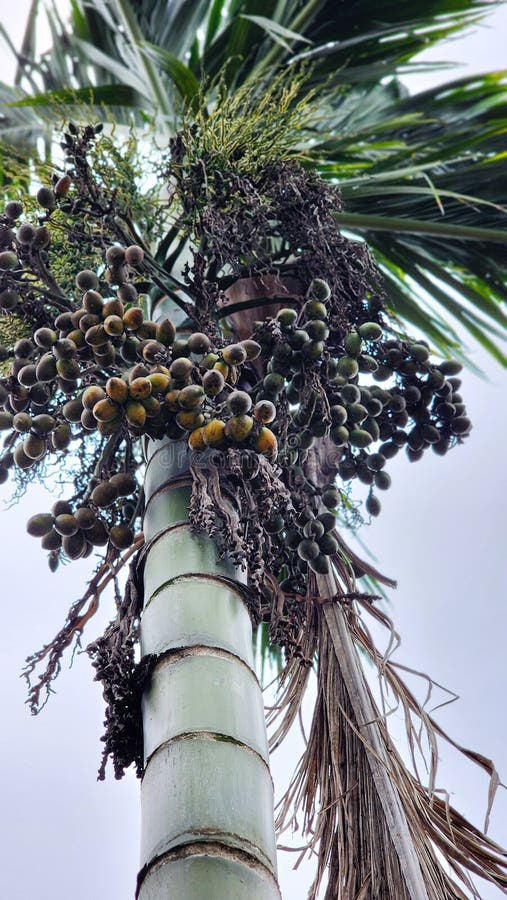 Areca Nut Tree that is Bearing Fruit in a Ripe Condition, Seen from the ...