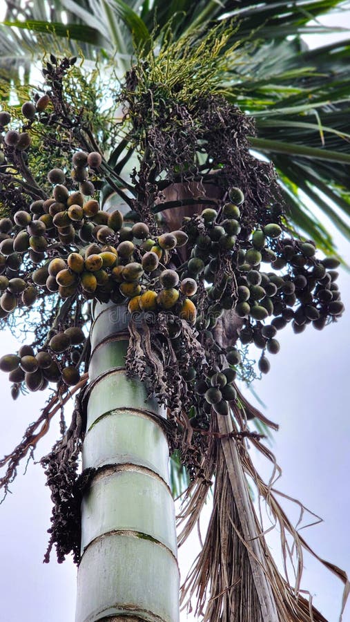 Areca Nut Tree that is Bearing Fruit in a Ripe Condition, Seen from the ...