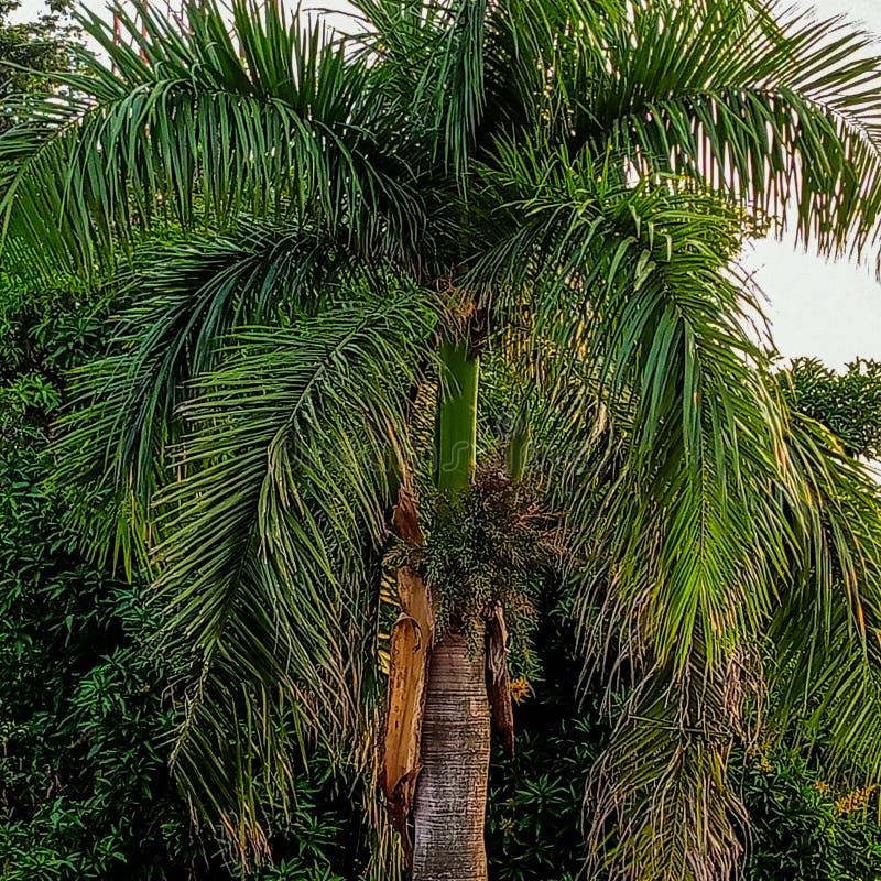 The Areca Nut Tree is Bearing Fruit and There are Leaves Behind it ...