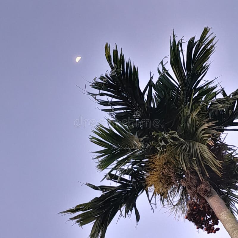 Areca Nut Tree with a Beautiful Shining Moon Stock Image - Image of ...