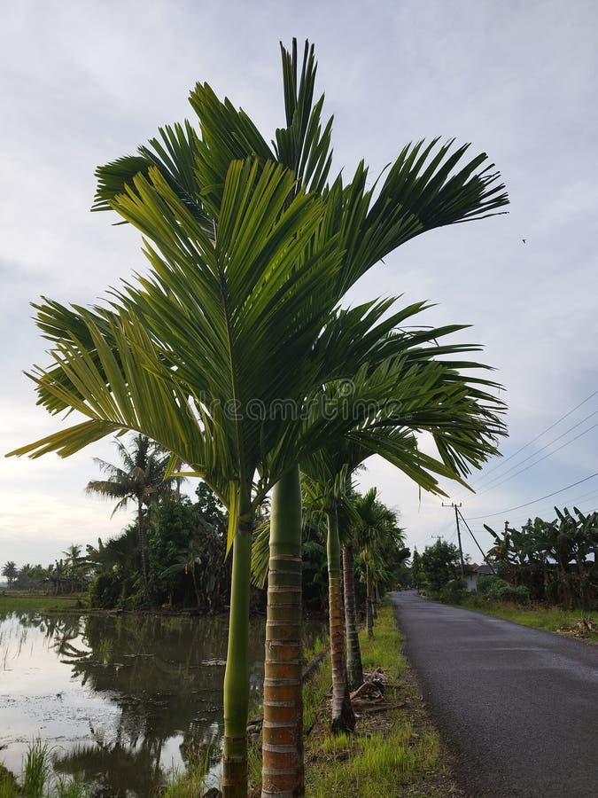 Areca Nut Trees Lined the Roadside Stock Photo - Image of tropics ...
