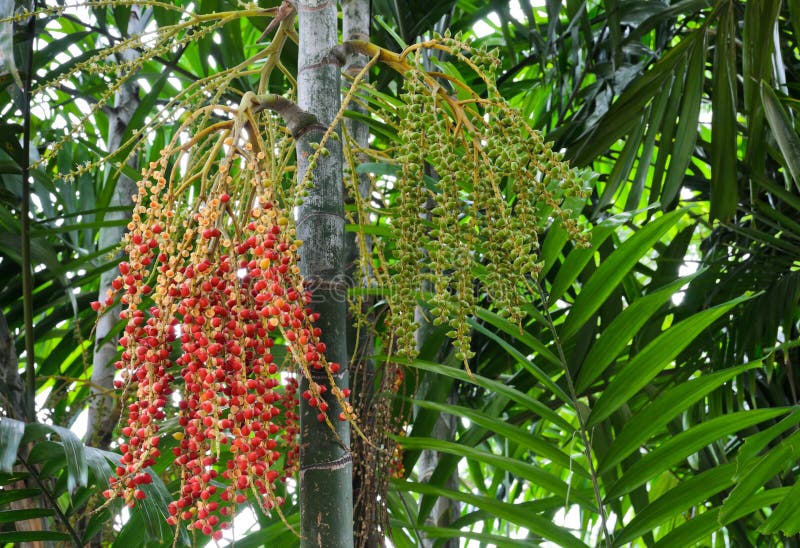 Areca nut stock image. Image of color, areca, green, bunch - 33279303