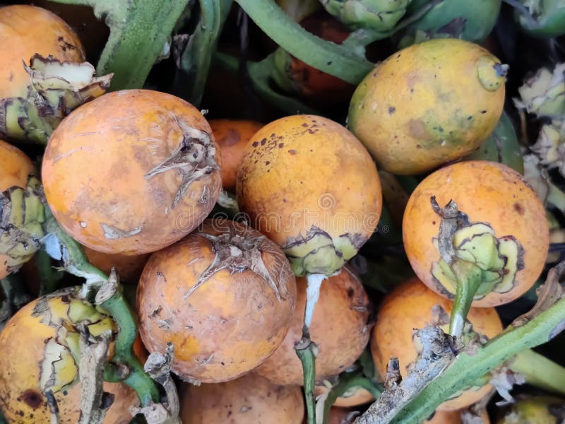 Areca Nuts Closeup ,using for Pan and Food Color Stock Photo - Image of ...