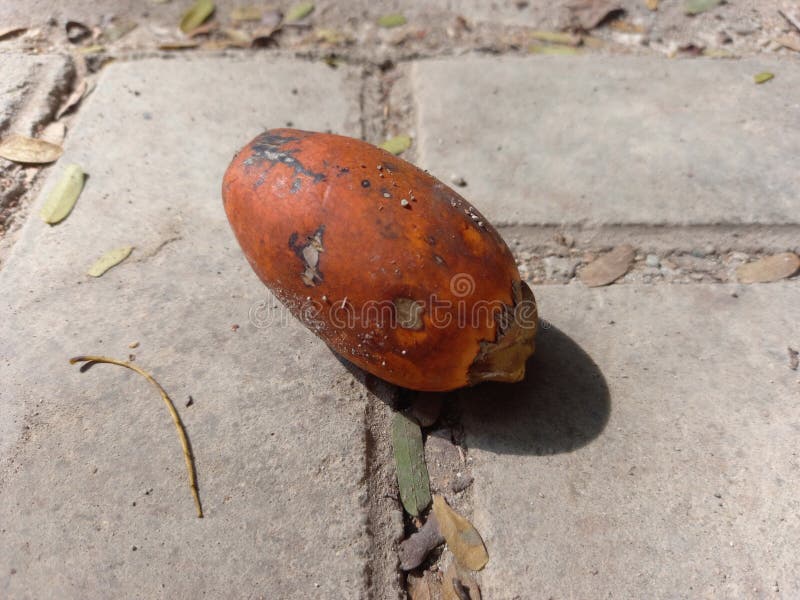 Areca Nuts Falling from the Tree Stock Photo - Image of tree, foliage ...